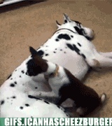 Записи по тегу #sitting | Animal Gifs | ВКонтакте