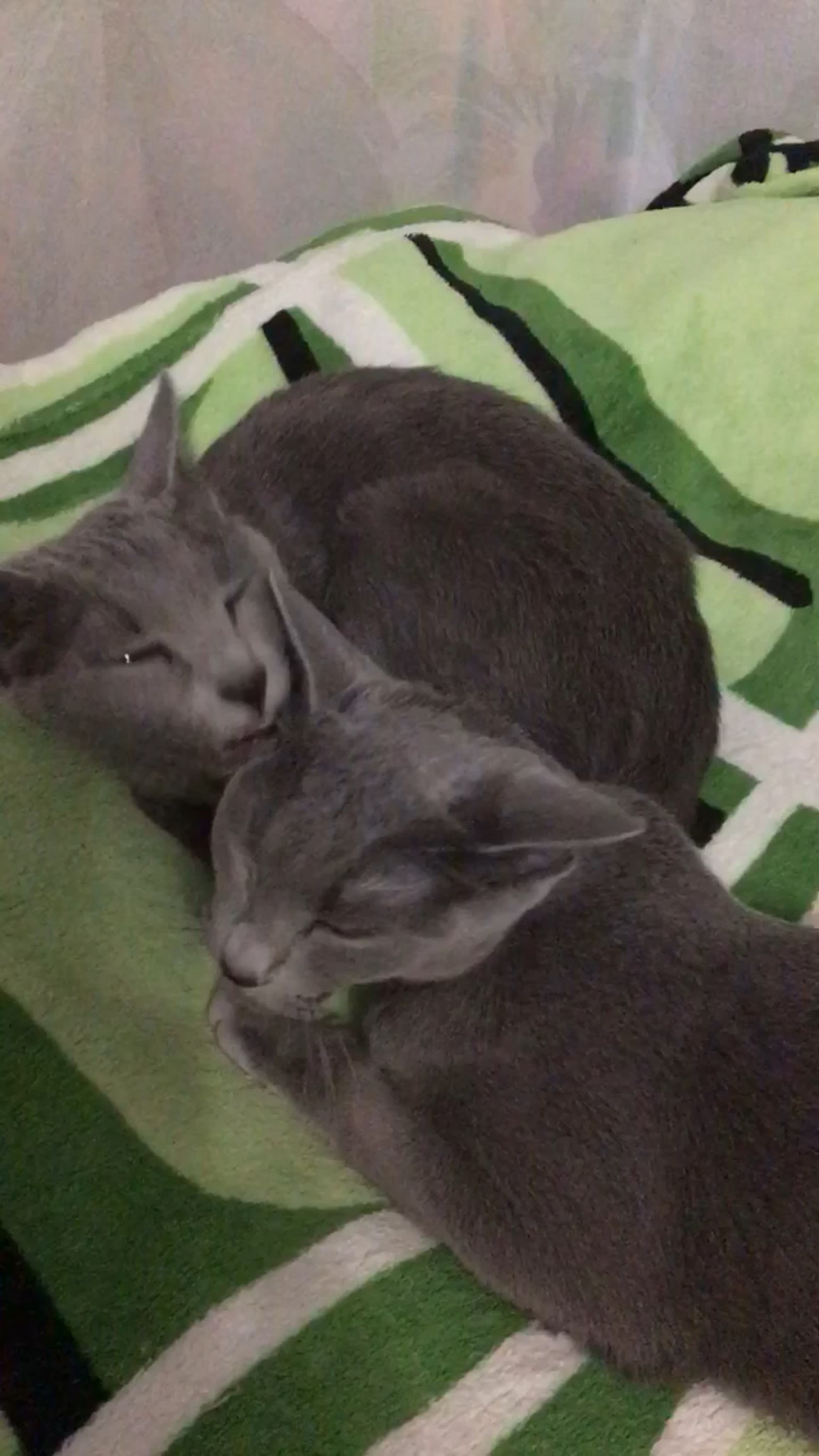 Видео от Питомник Русских Голубых кошек Charming image*RU — Видео от ...